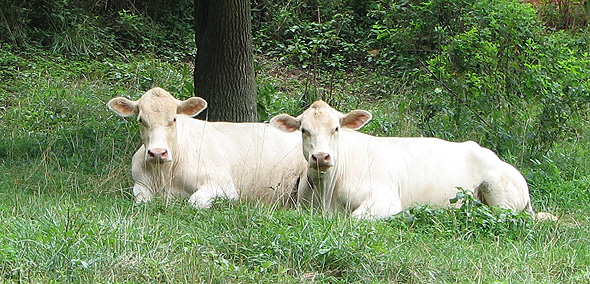 two white cows « Rose Cottage Ltd